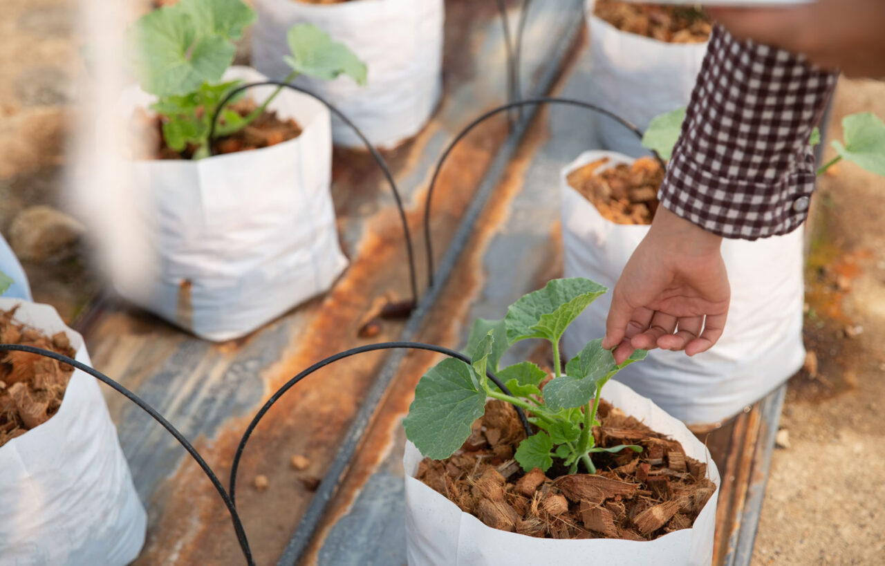 Sustainability | Real Cocos